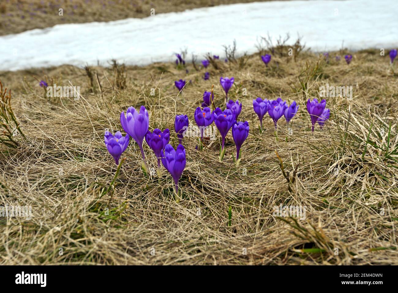 Wild mountain crocus spring hi-res stock photography and images - Alamy