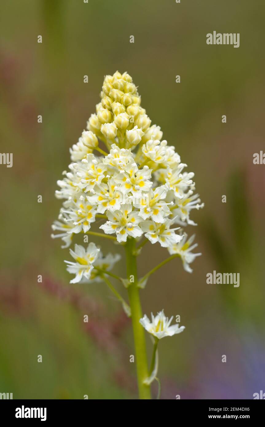 Death Camas or Meadow Death camas (Zigadenus venenosus), Cowichan ...