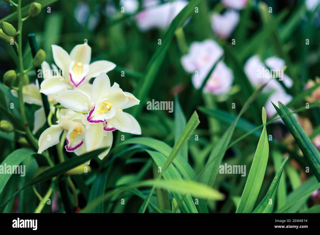 Ground orchids hi-res stock photography and images - Alamy