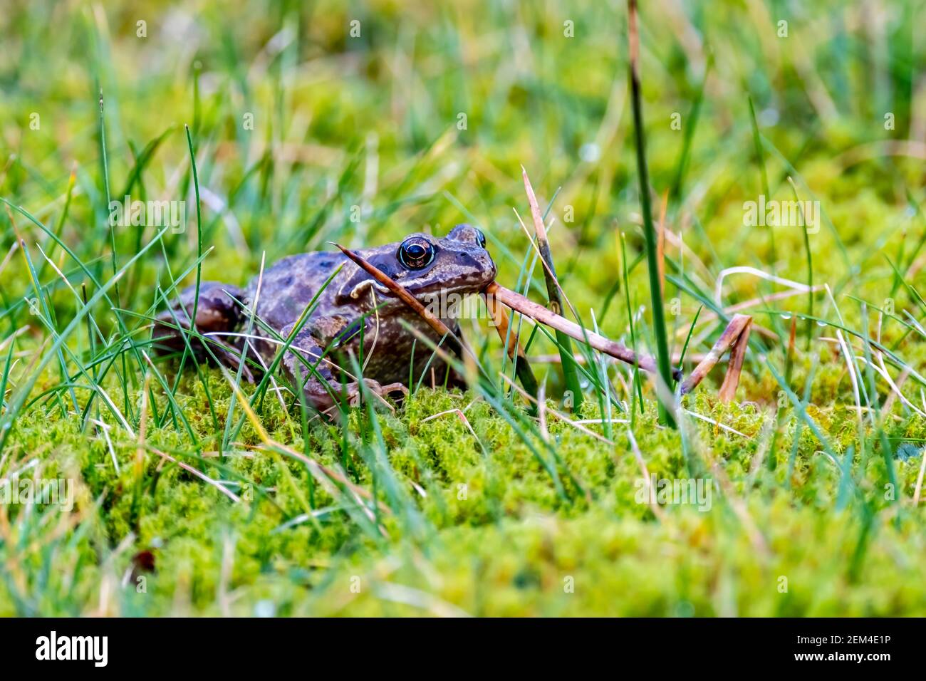 Portrait hiding common toad hi-res stock photography and images - Alamy