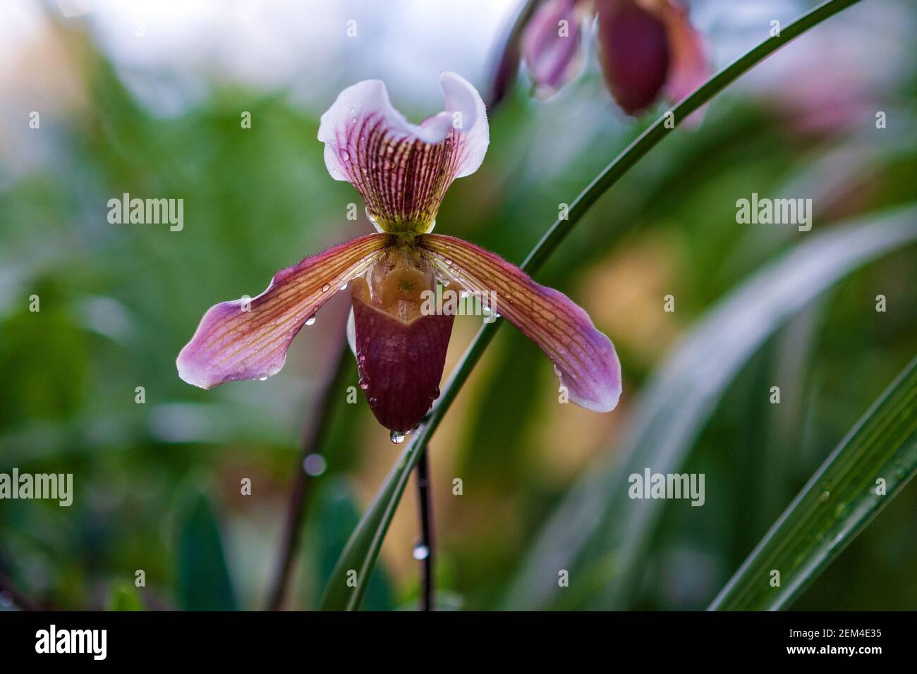 Lady Slipper orchid flower (Paphiopedilum ) or Venus slipper, closeup ...