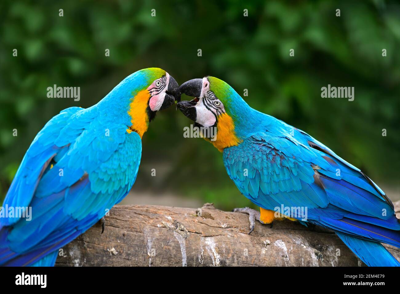 Parrot bird (Severe Macaw) sitting on the branch Stock Photo - Alamy