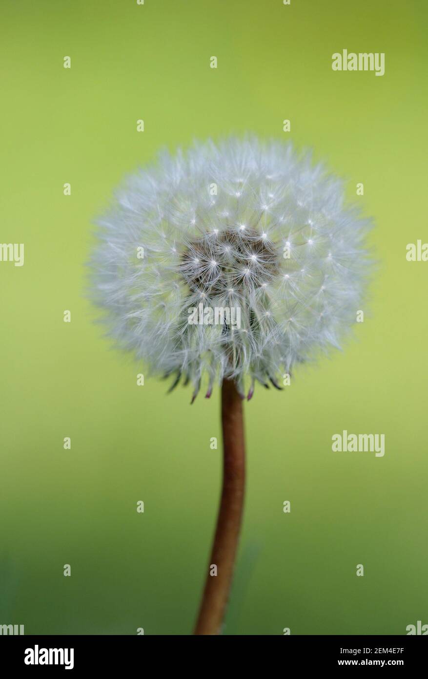 Dandelion, Cowichan Valley, Vancouver Island, British Columbia, Canada ...