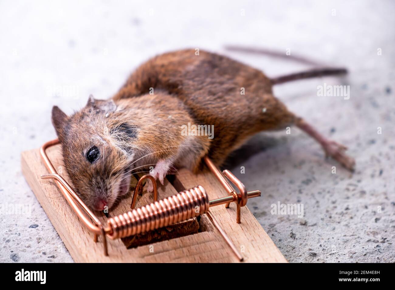 Mouse trapped in Mouse trap in the shed Stock Photo - Alamy