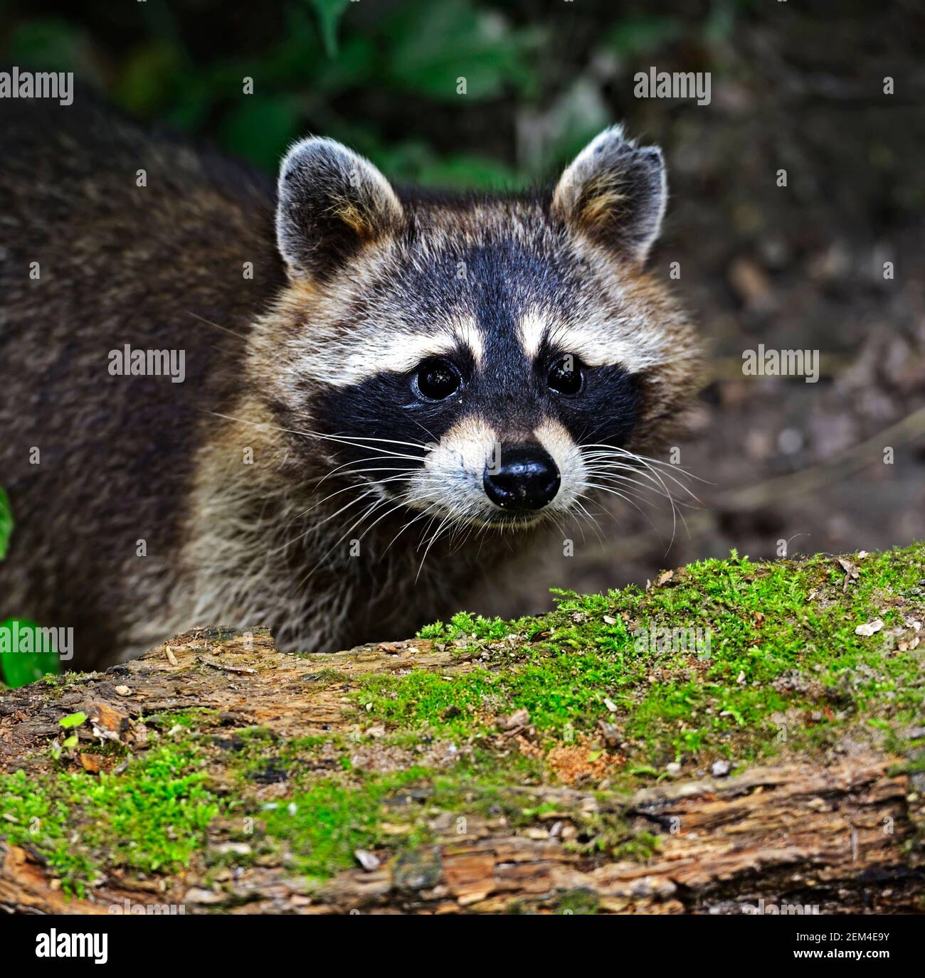 Insectivorous mammals hi-res stock photography and images - Alamy
