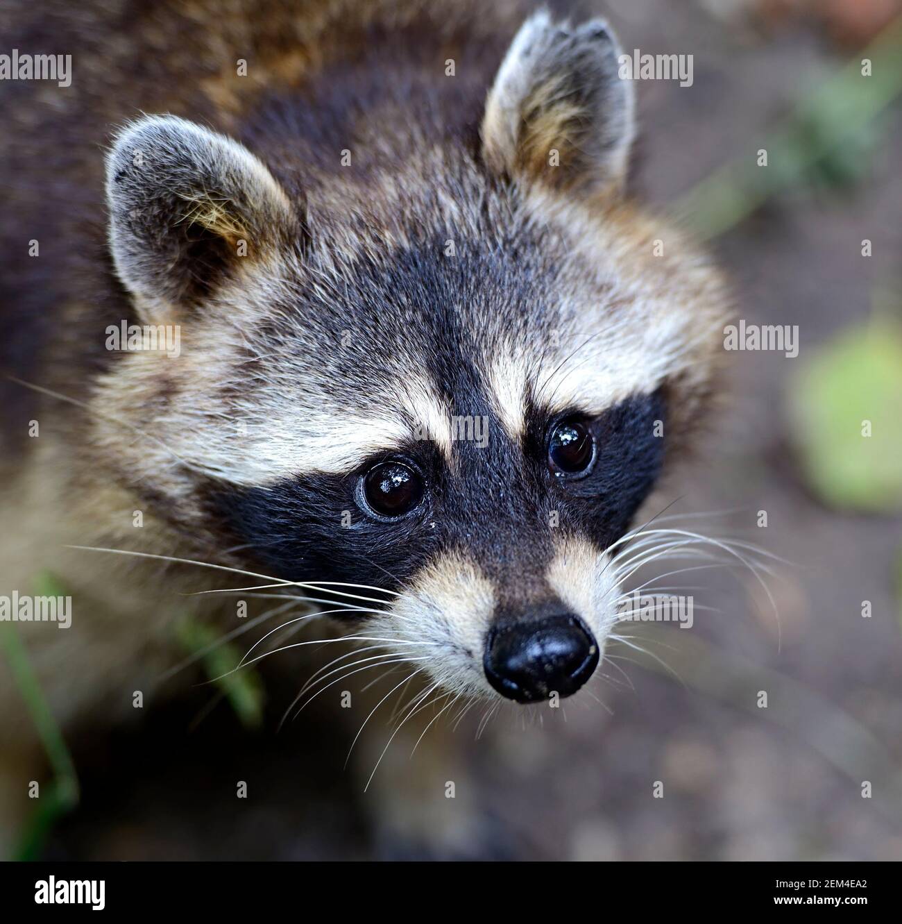 Raccoon in the forest in the natural environment Stock Photo - Alamy