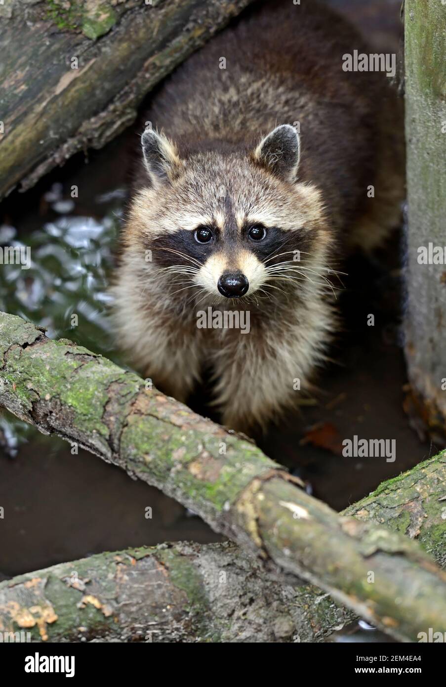 Raccoon in the forest in the natural environment Stock Photo - Alamy