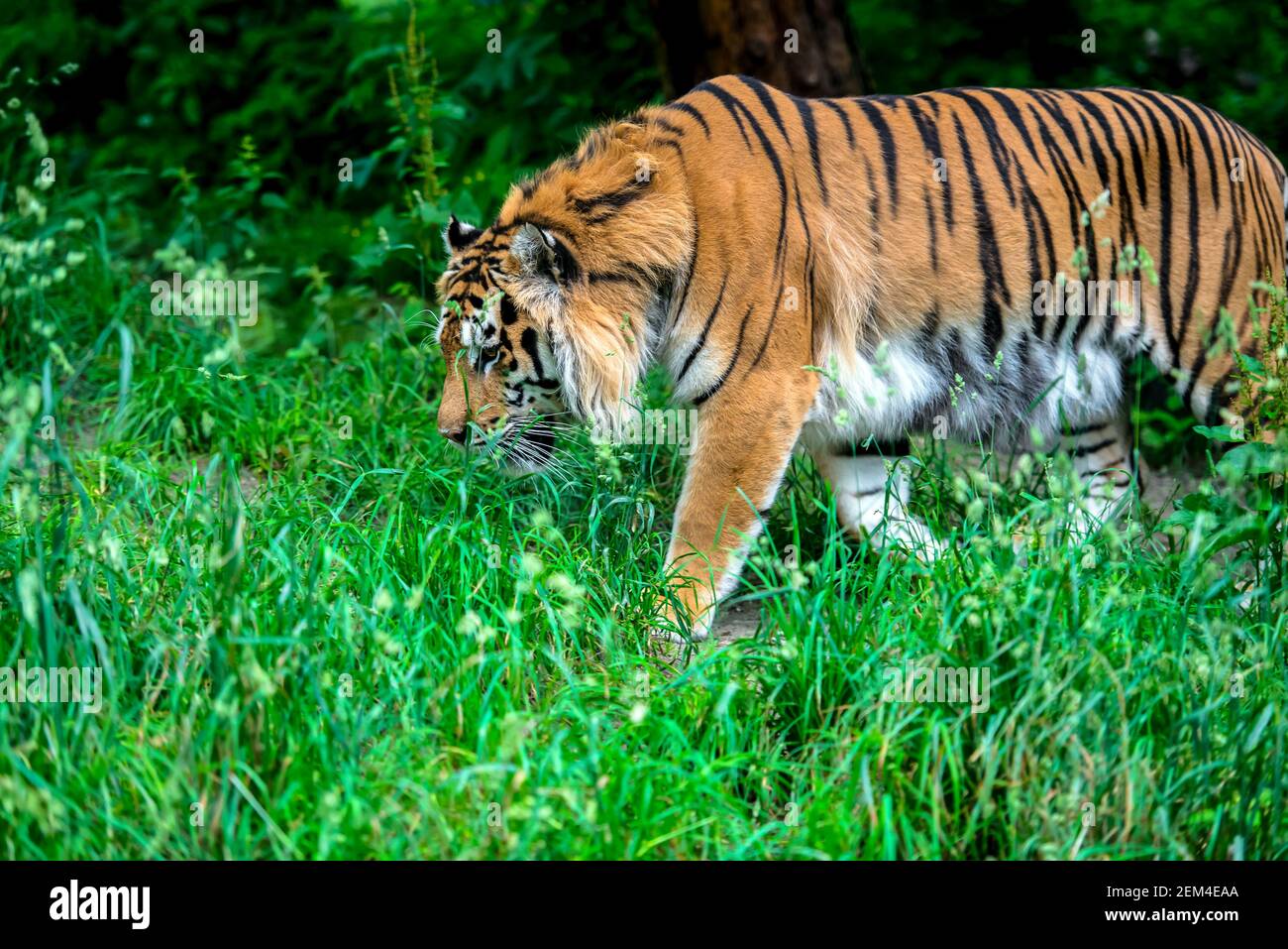Portrait of a Tiger in the wild habitat Stock Photo - Alamy