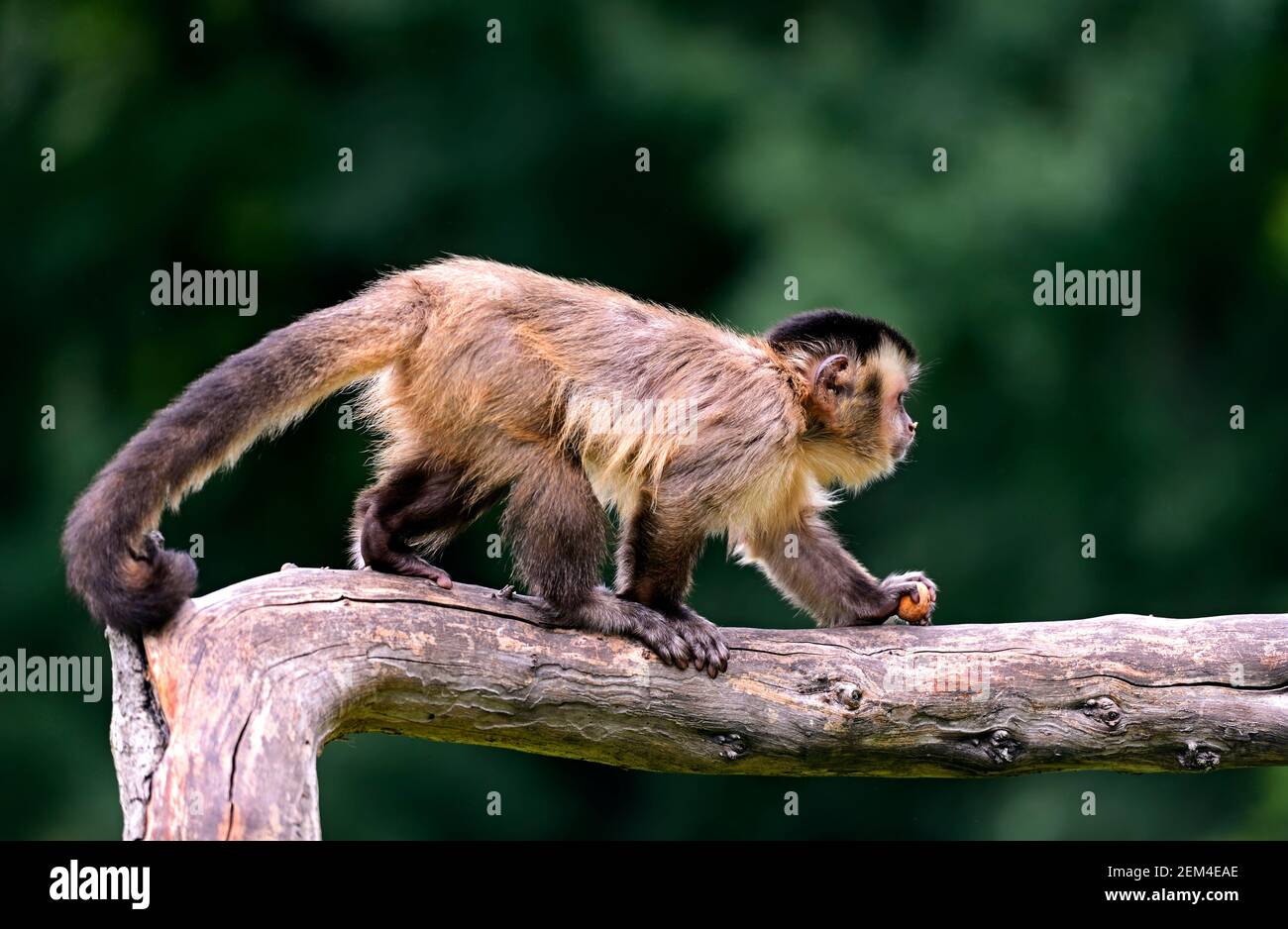 Capuchin monkeys in their natural habitat and the African Savannah ...