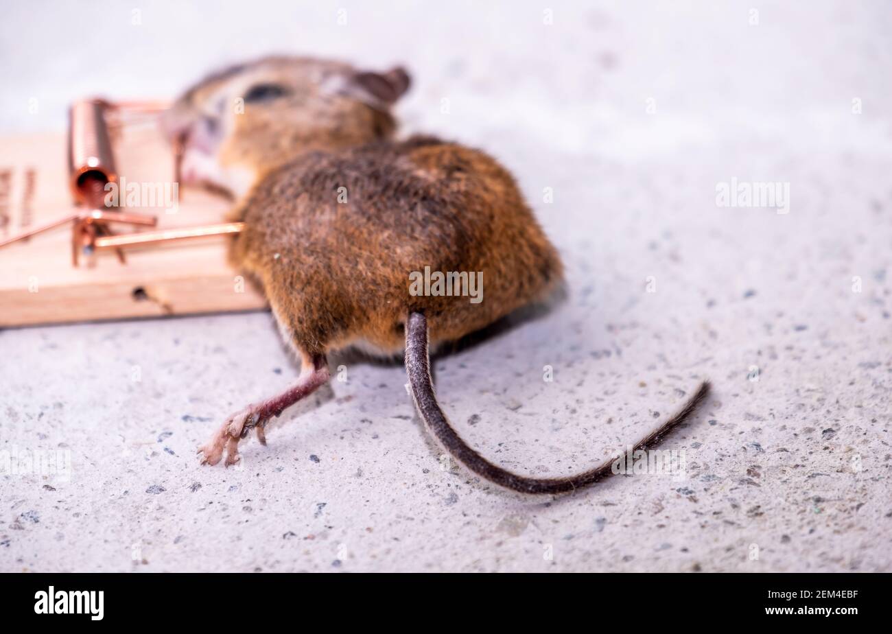 Rat caught in trap mouse hi-res stock photography and images - Alamy