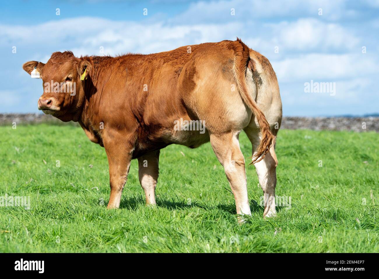 Beefy red hi-res stock photography and images - Alamy