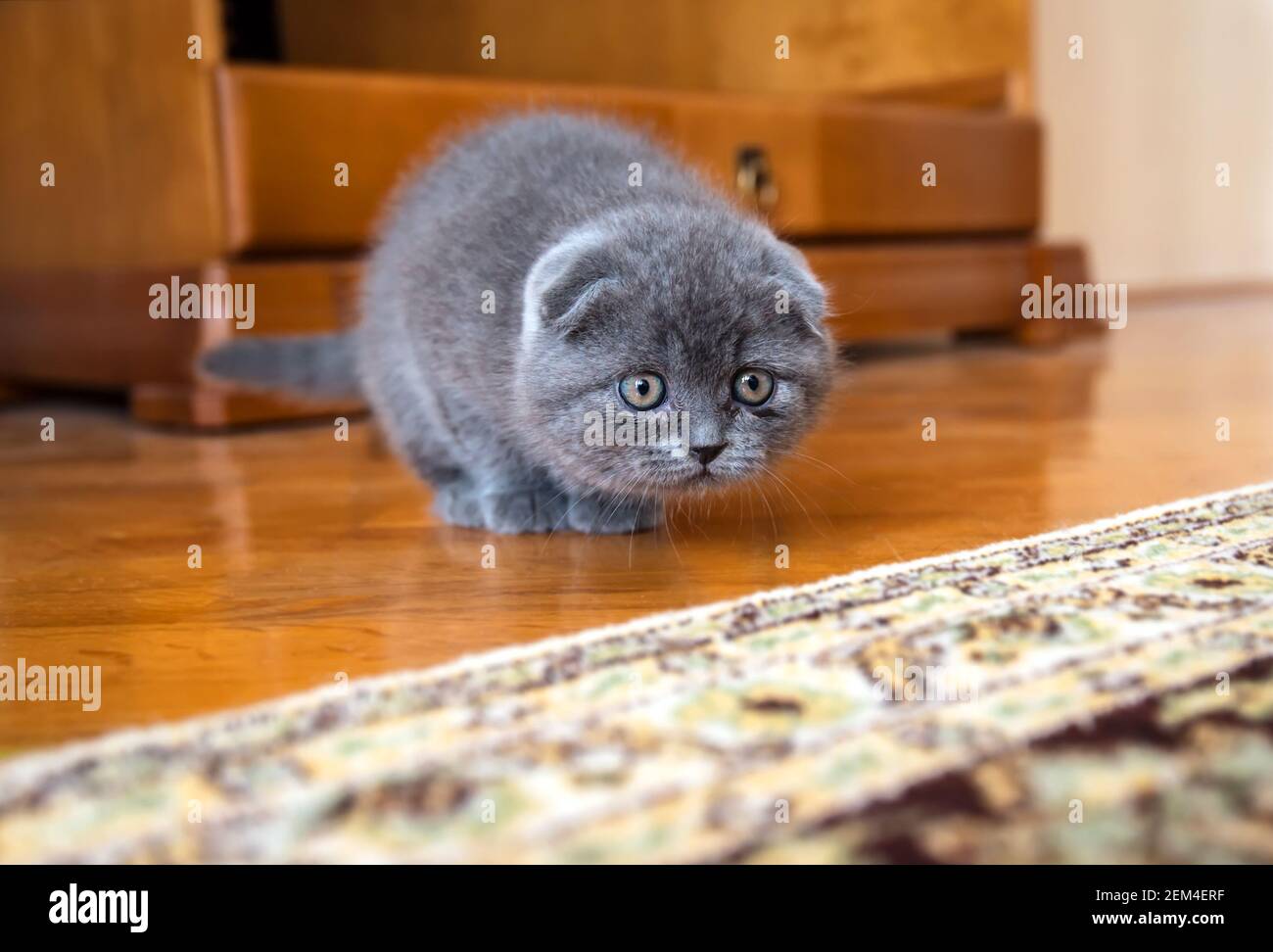 Portrait scottish cats hi-res stock photography and images - Alamy