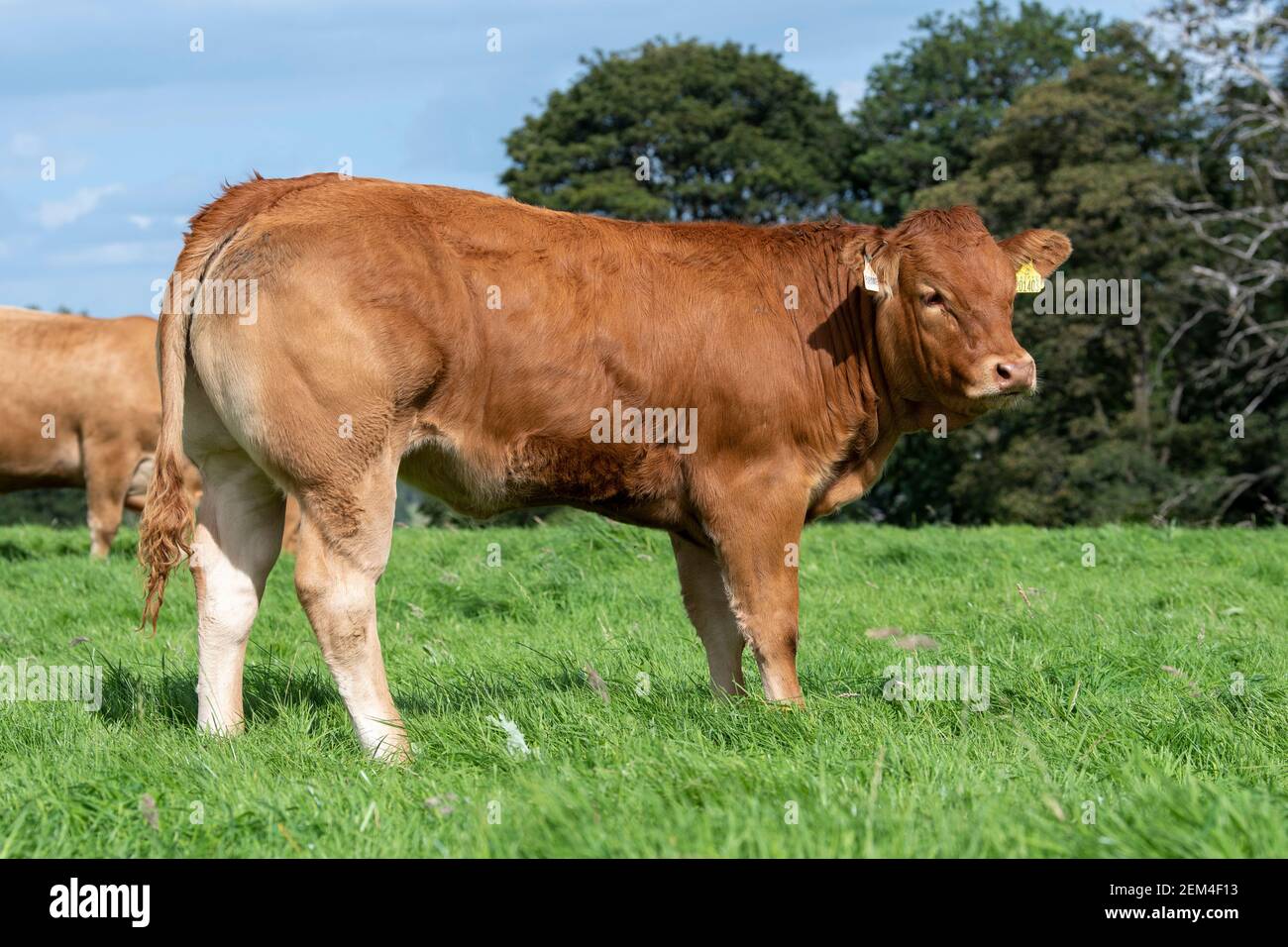 Eight month old Limousin heifer calves in pasture, Lancashire, UK Stock ...