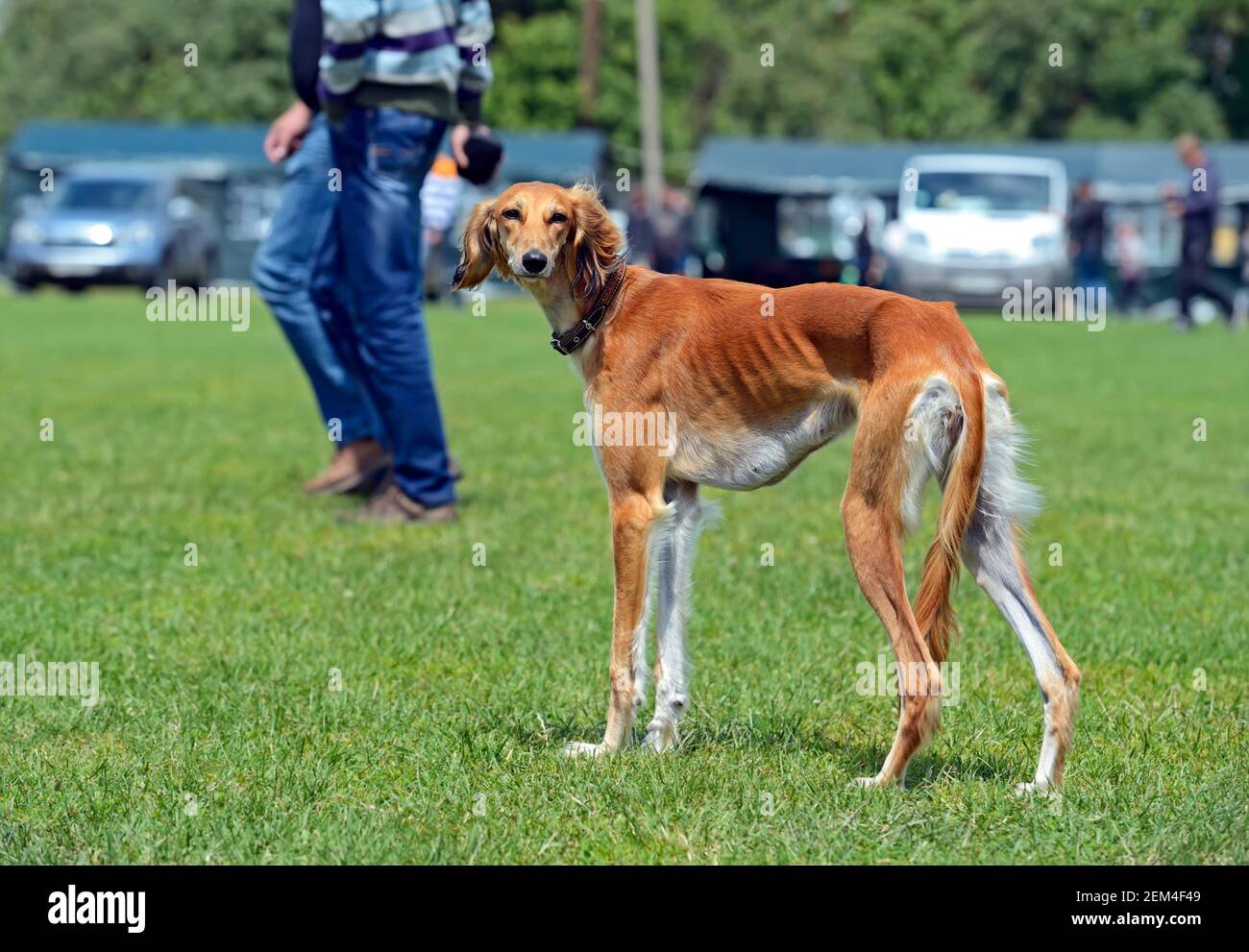Greyhound at a dog show in the spring Stock Photo - Alamy