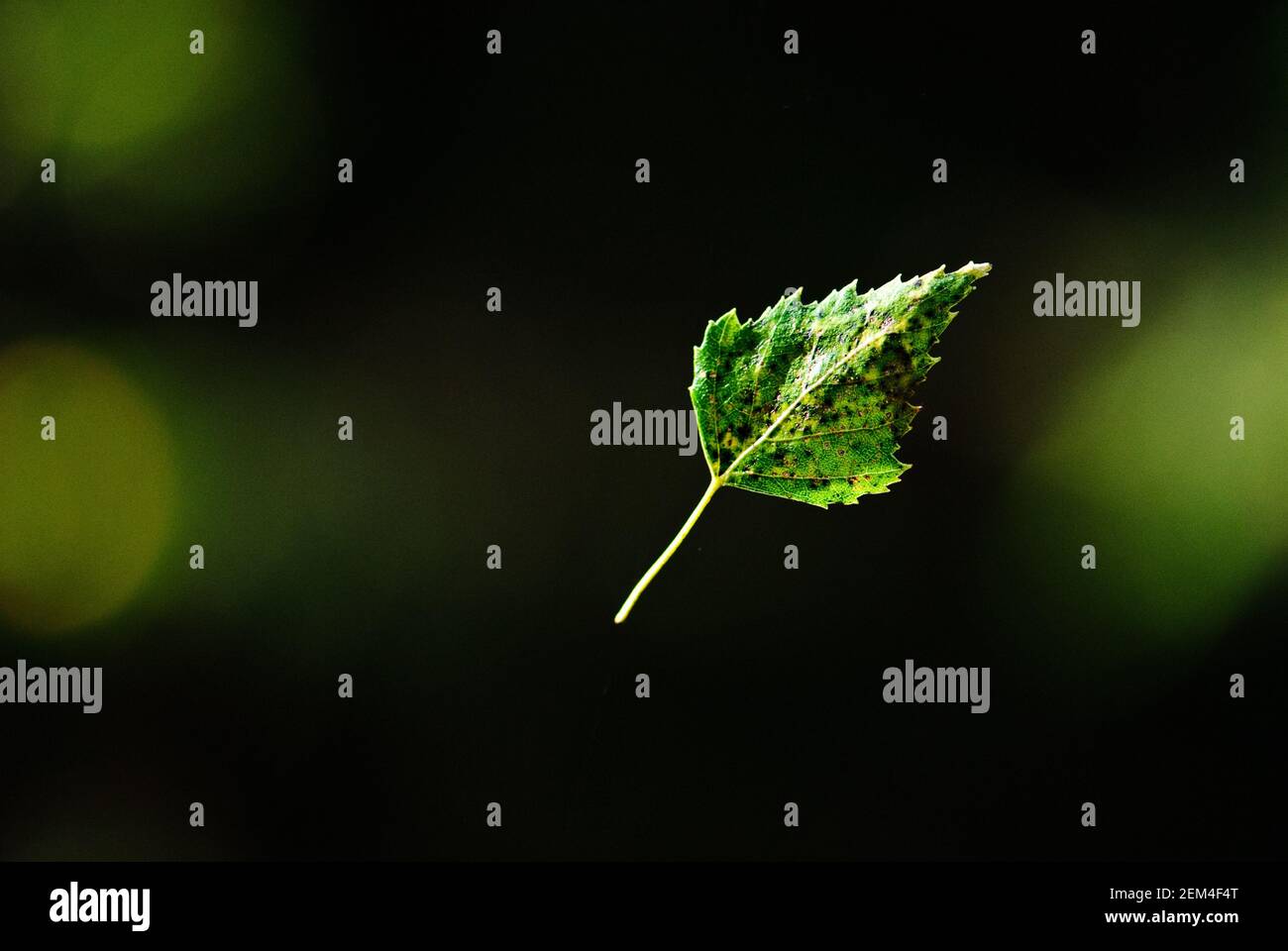 Falling down birch leaf flying and spinning in air Stock Photo - Alamy