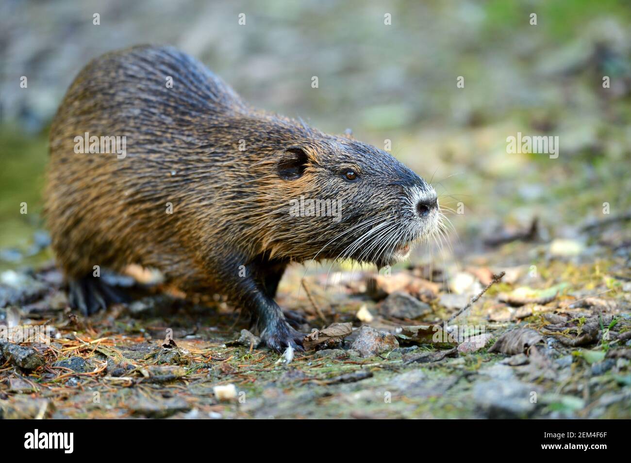 Muskrat face hi-res stock photography and images - Alamy
