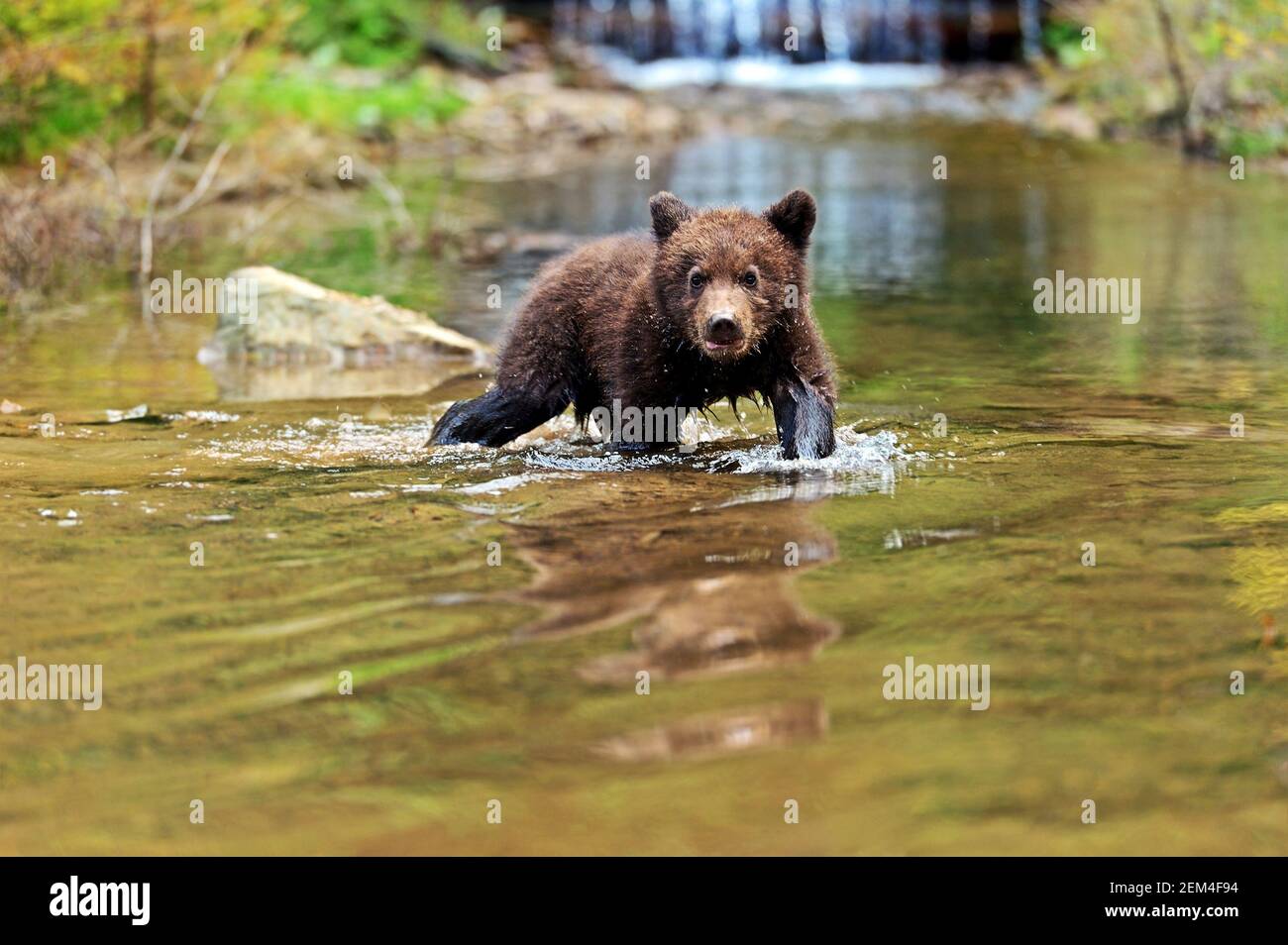 Little Bear in their natural habitat Stock Photo - Alamy