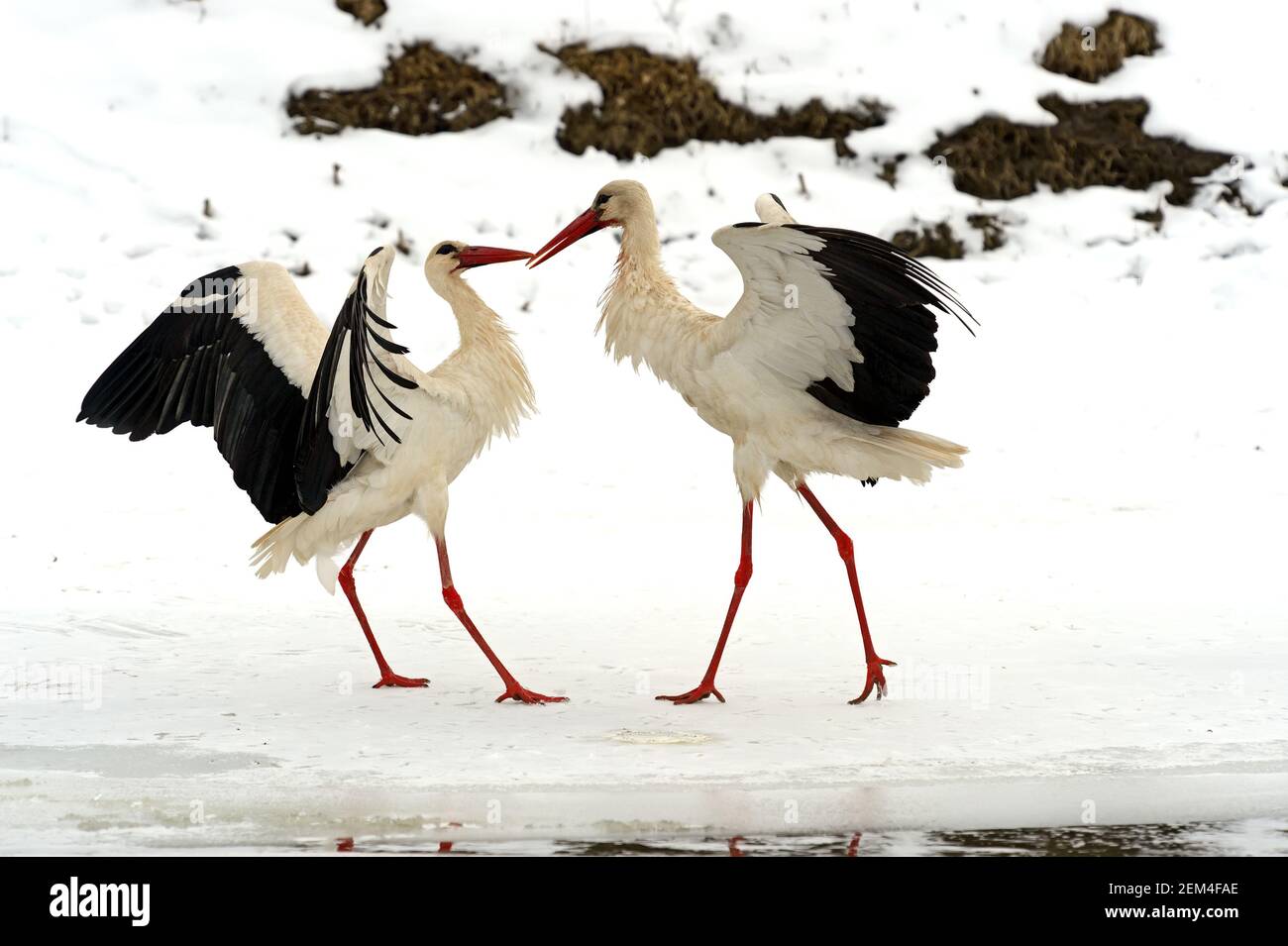 Stork in its natural habitat Stock Photo - Alamy