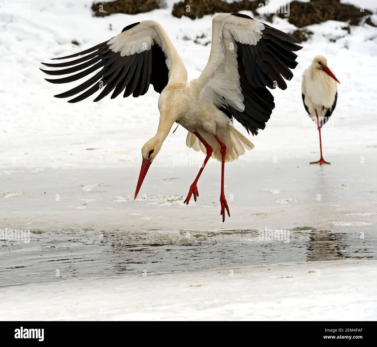 Fish in its natural habitat hi-res stock photography and images - Alamy
