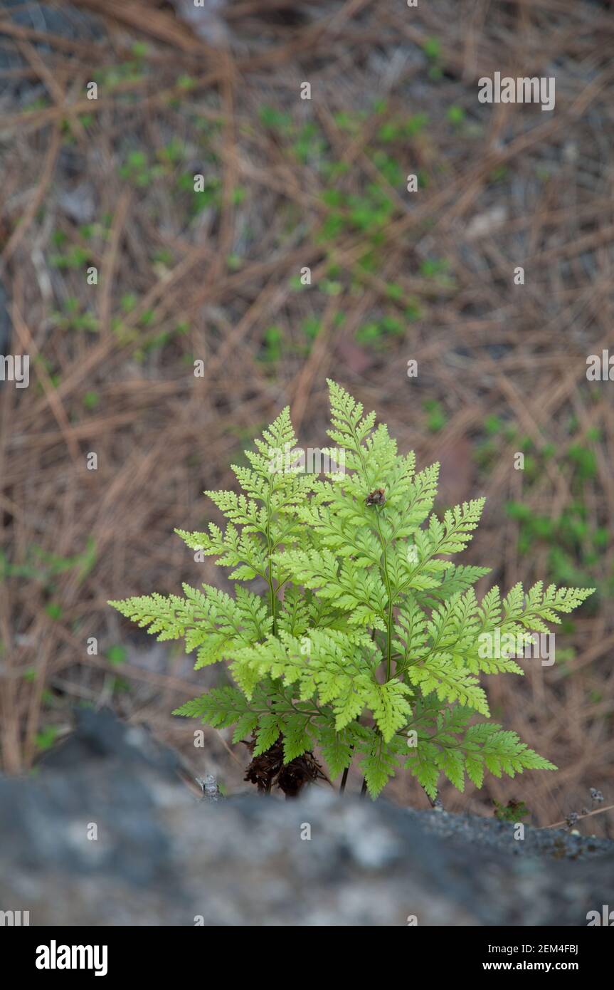 Hare's-foot fern Davallia canariensis Stock Photo - Alamy