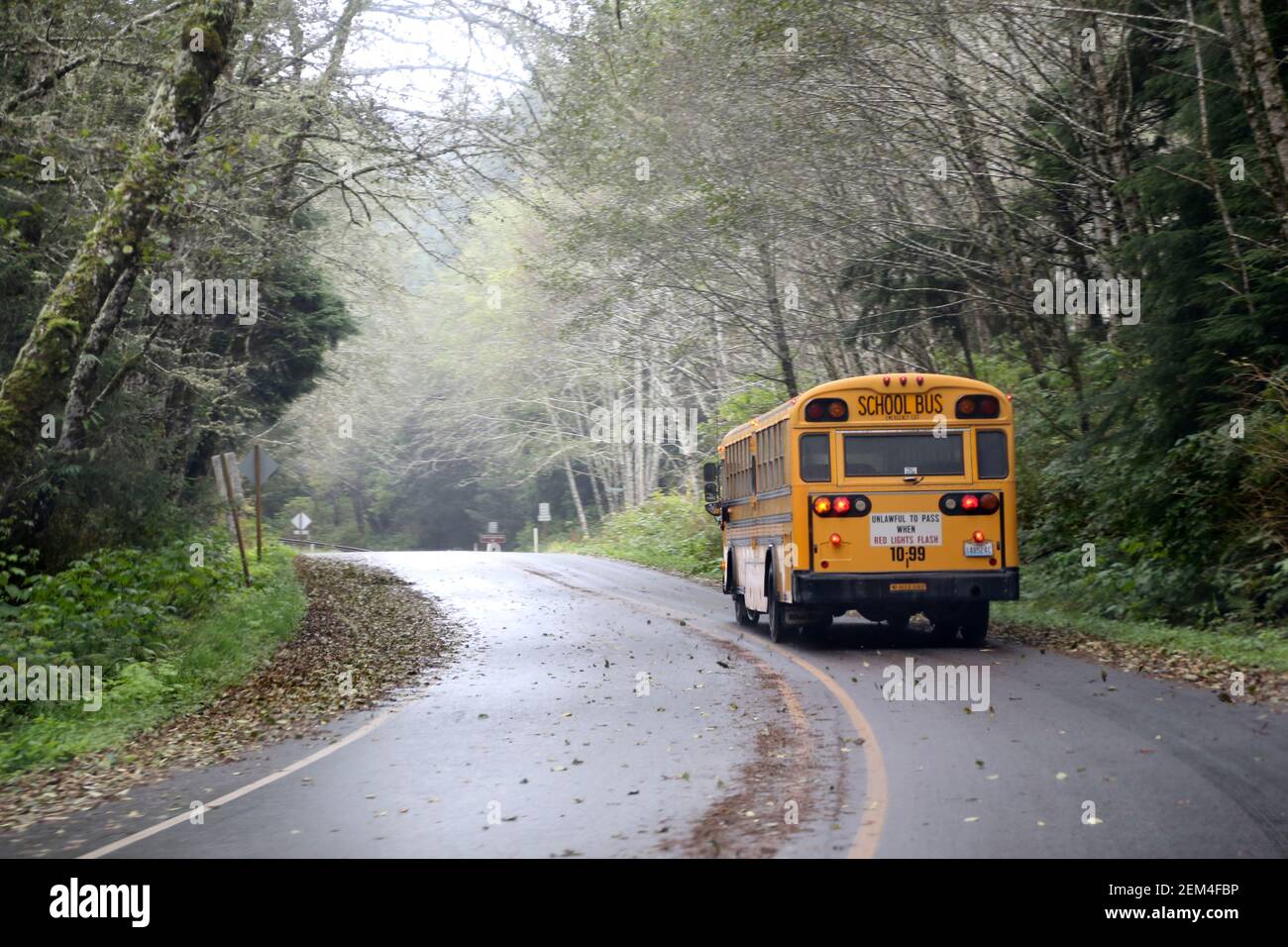 school bus running on the road through a forest Stock Photo - Alamy