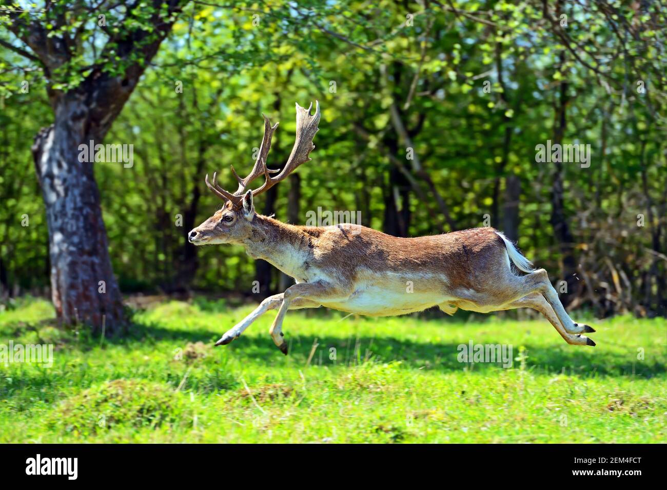 Lan animals hi-res stock photography and images - Alamy