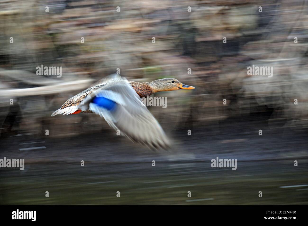 Duck flying in the air Stock Photo - Alamy