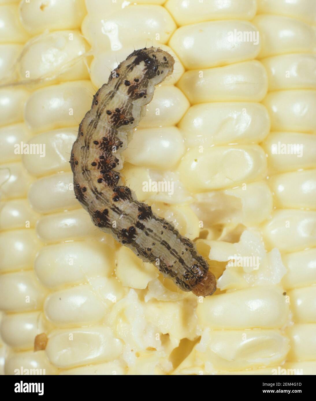 Corn Earworm Damage