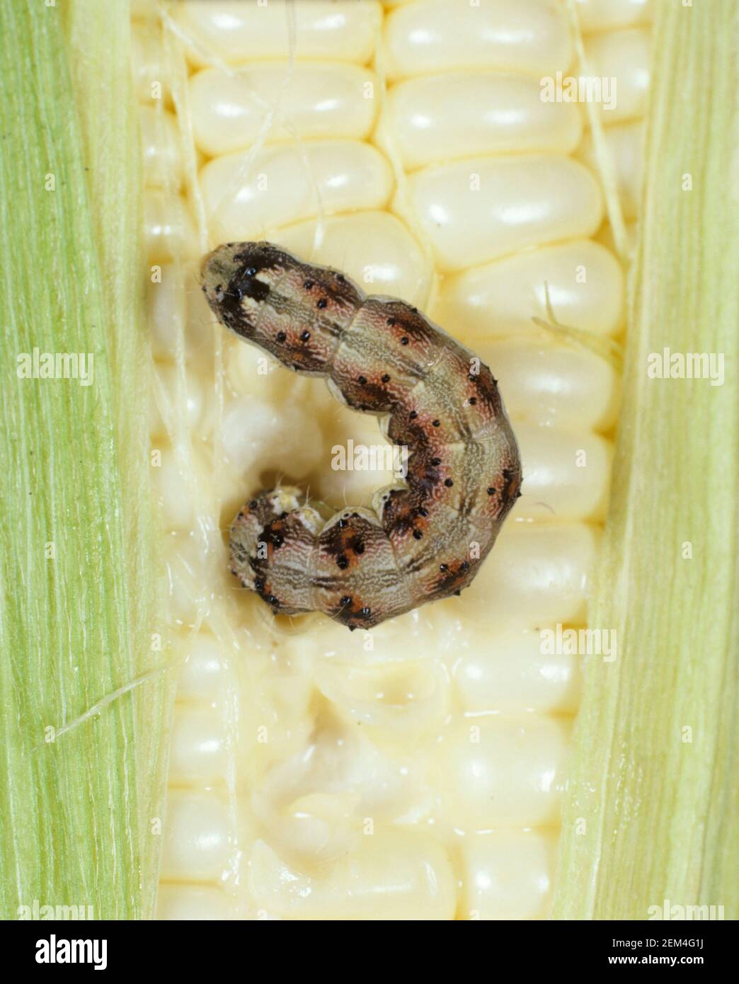 Corn earworm helicoverpa armigera hi-res stock photography and images ...
