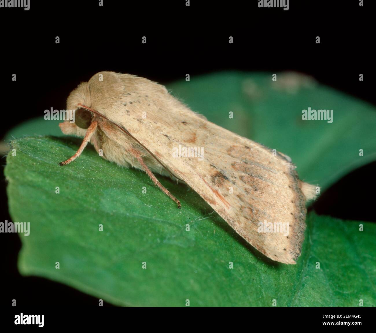 Cotton bollworm, corn earworm or old world bollworm (Helicoverpa ...