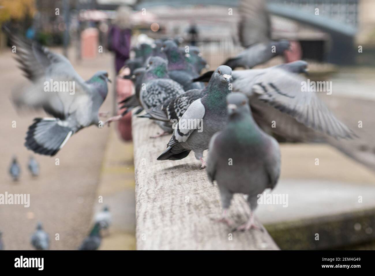 Pigeons perching on handrail along the River Thames, London, England ...