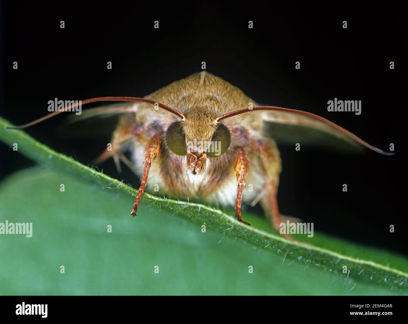 Cotton bollworm hi-res stock photography and images - Alamy