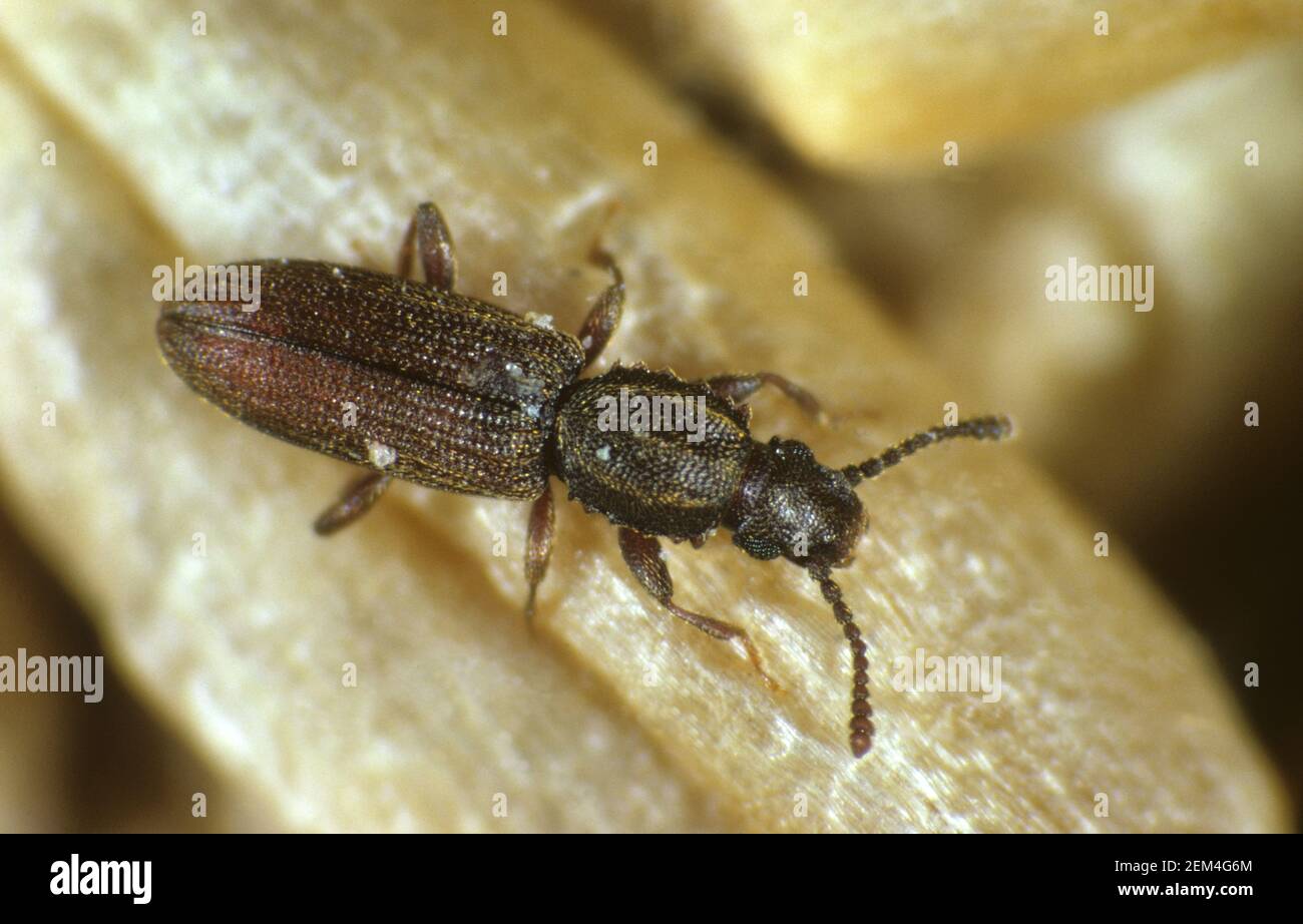 Baby Merchant Grain Beetle