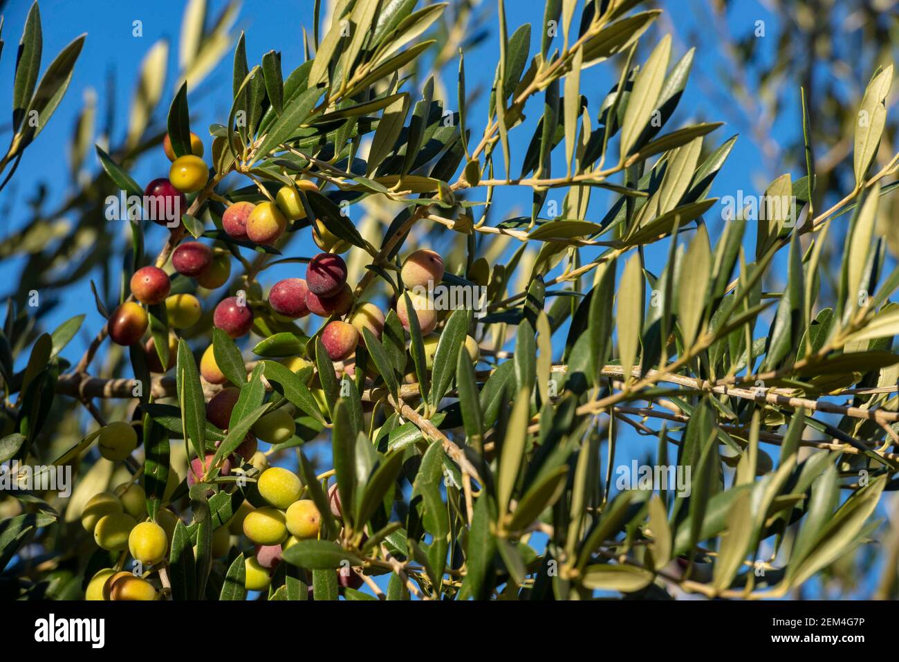 Olives in olive tree, matured for the preparation of the oil Stock ...