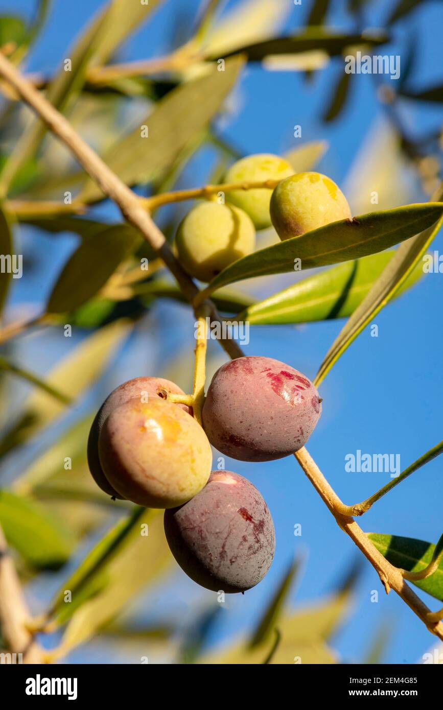 Olives in olive tree, matured for the preparation of the oil Stock ...