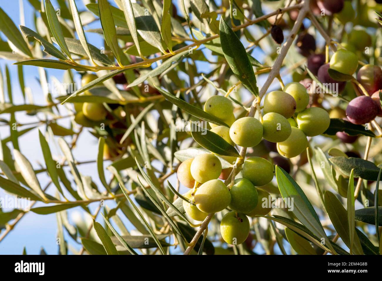 Olives in olive tree, matured for the preparation of the oil Stock ...