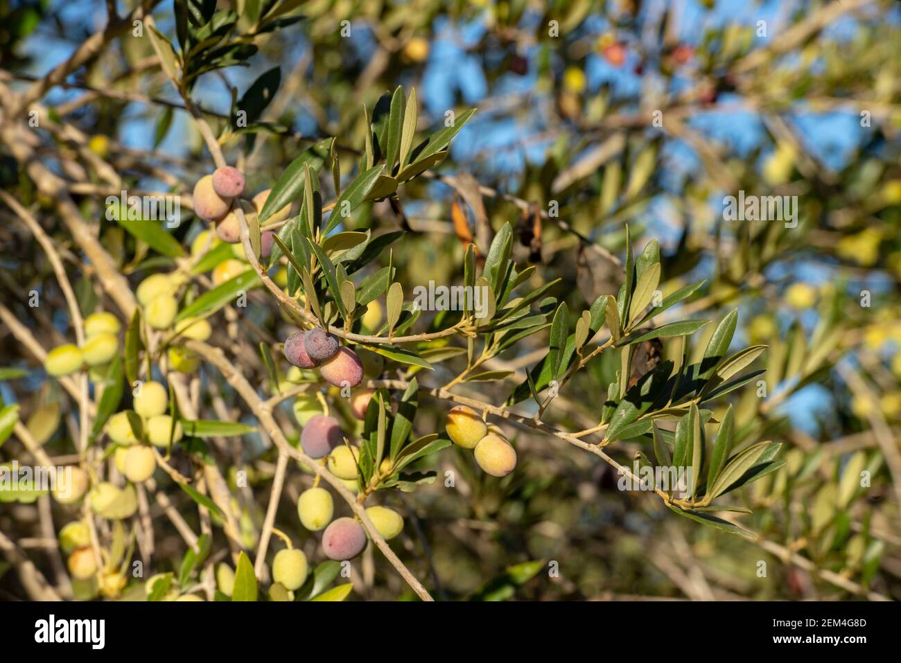 Olives in olive tree, matured for the preparation of the oil Stock ...