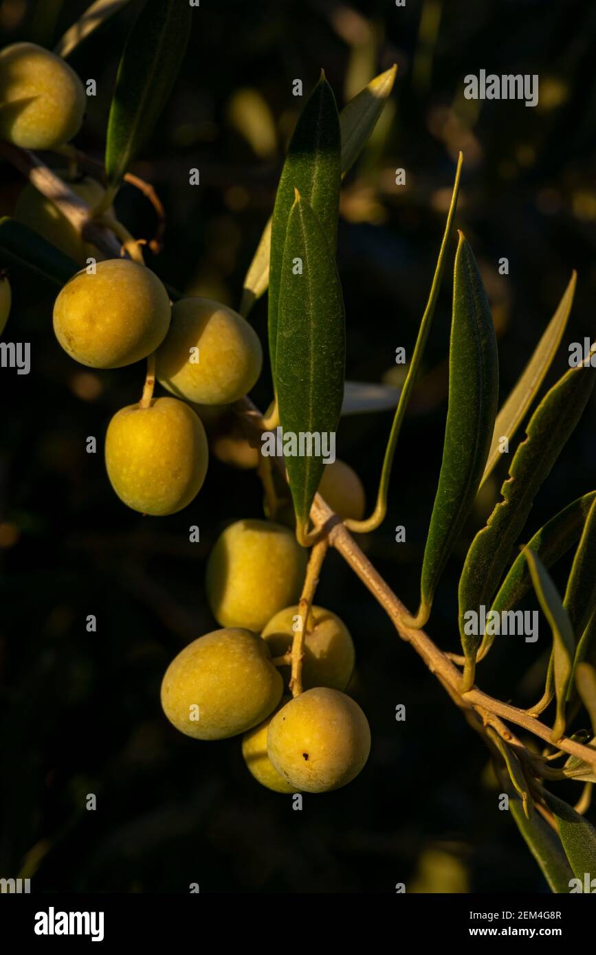 Olives in olive tree, matured for the preparation of the oil Stock ...