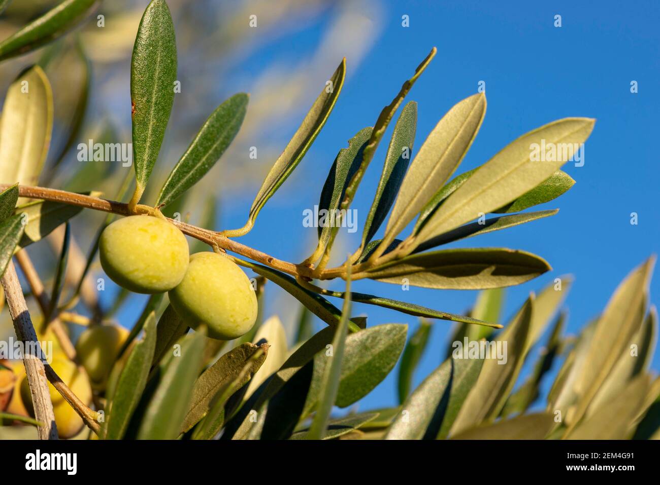Olives in olive tree, matured for the preparation of the oil Stock ...