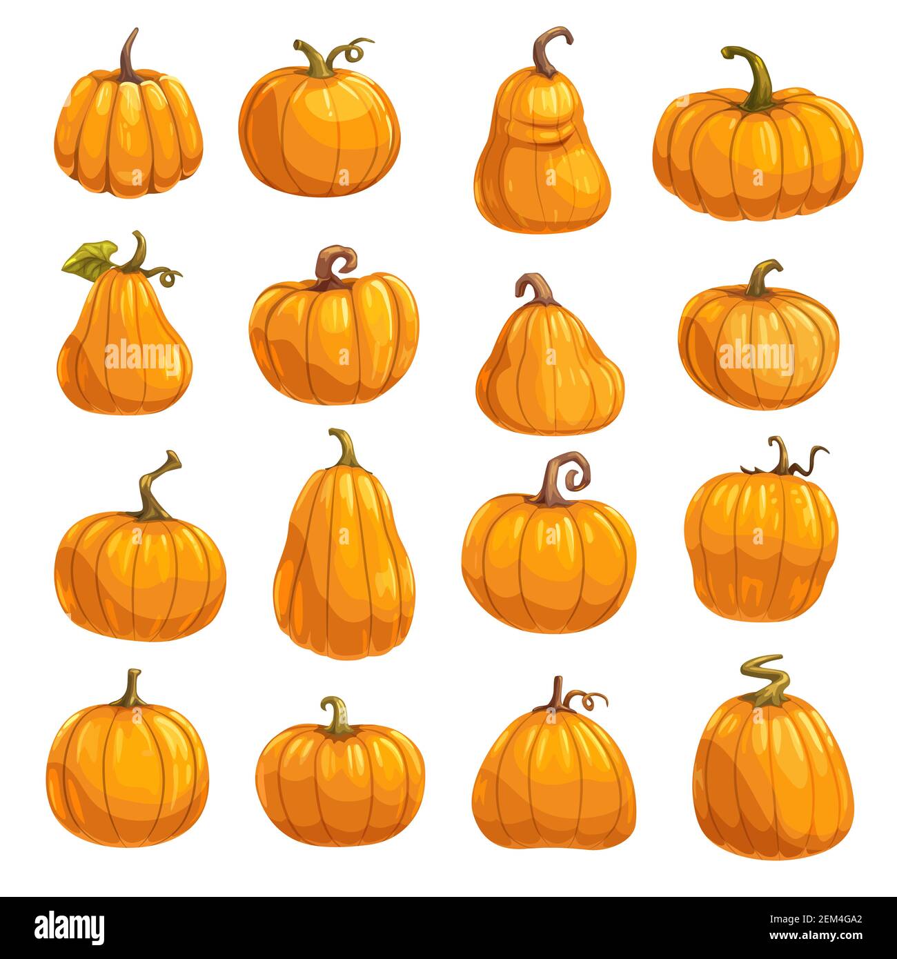 Fresh raw squash pumpkins Stock Vector Images - Alamy