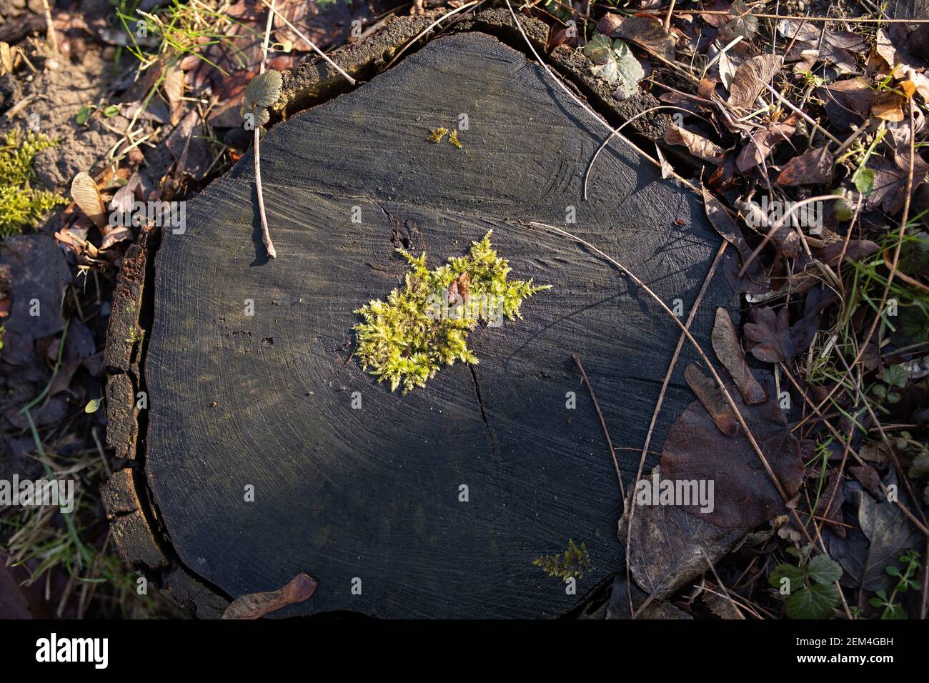 Decaying leafs hi-res stock photography and images - Alamy