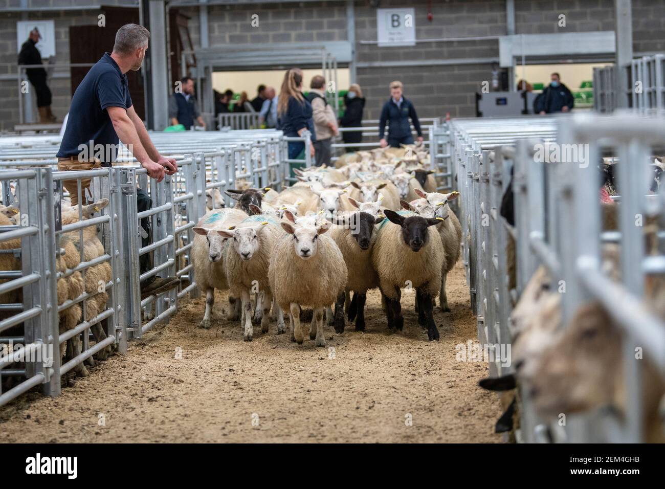Meat of sheep hi-res stock photography and images - Alamy