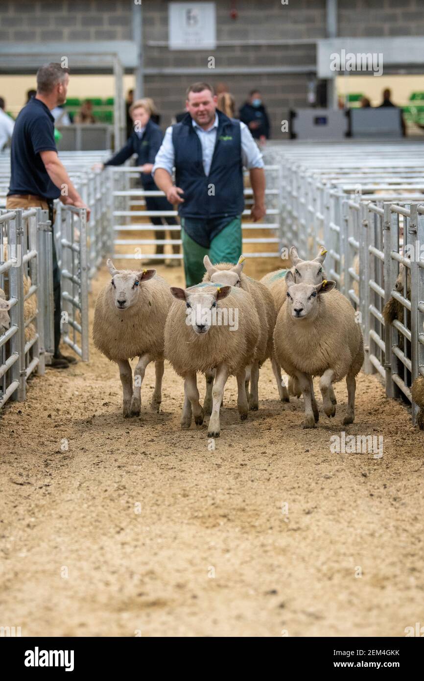 Sheep lamb auction market hi-res stock photography and images - Alamy