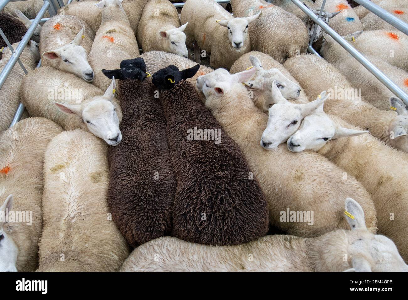 Two black sheep in a pen of white ones at a livestock auction market ...