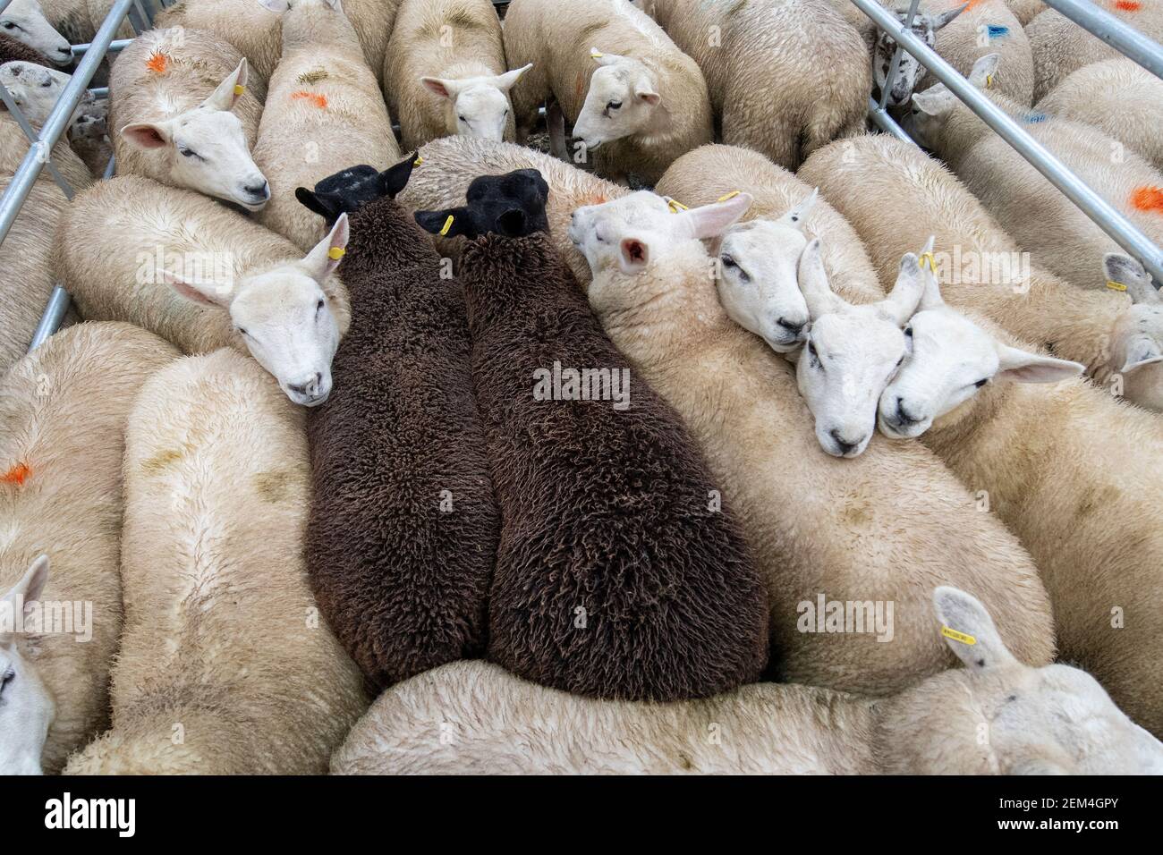 Two black sheep in a pen of white ones at a livestock auction market ...