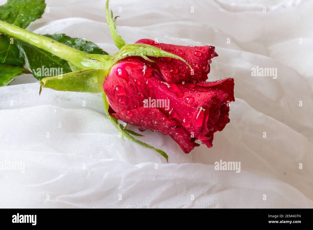 Red rose with water droplets - white background Stock Photo - Alamy
