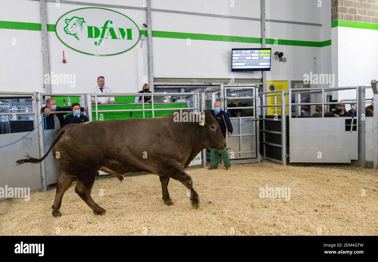 Fat cow hi-res stock photography and images - Alamy