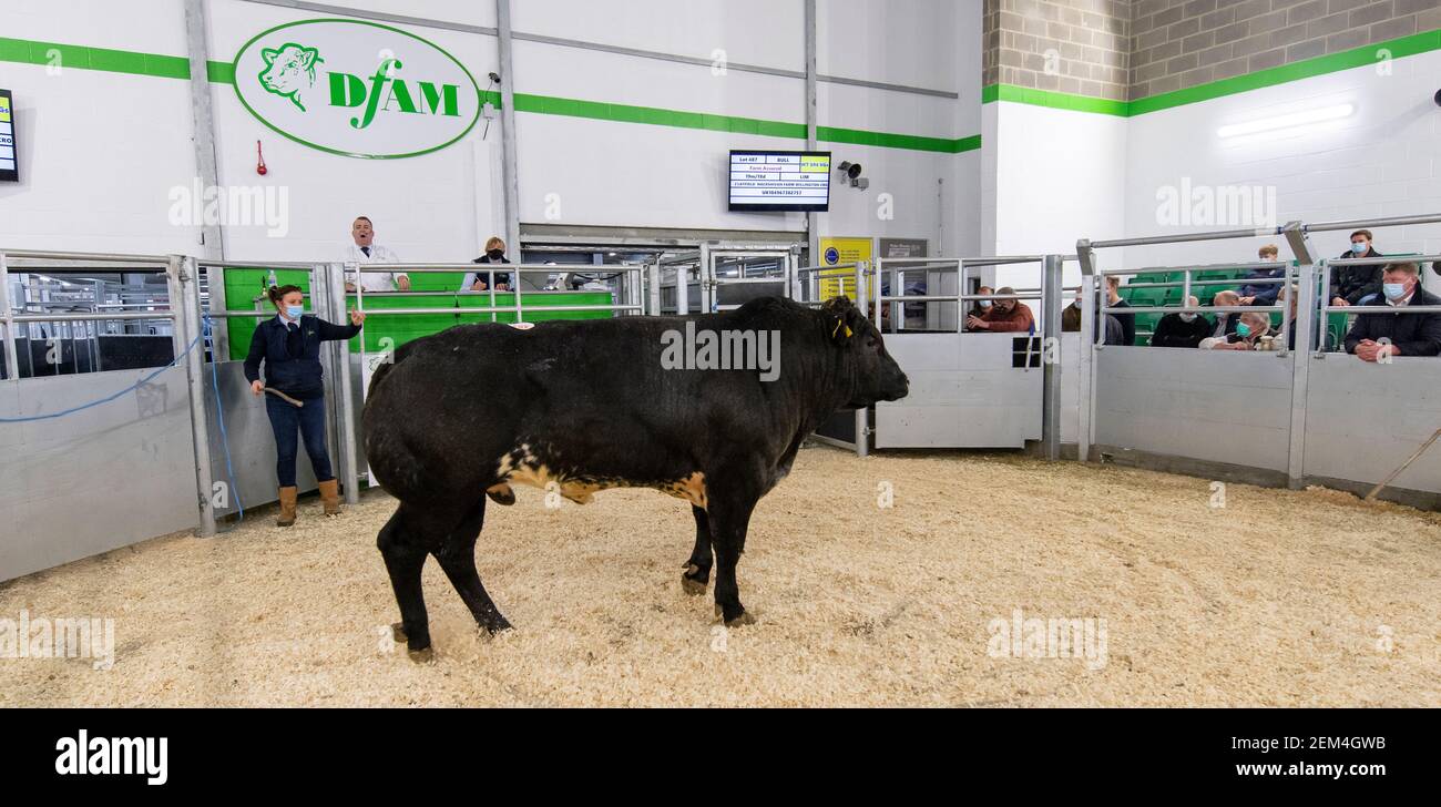 Fat bulls being sold for meat at a livestock auction mart, County ...