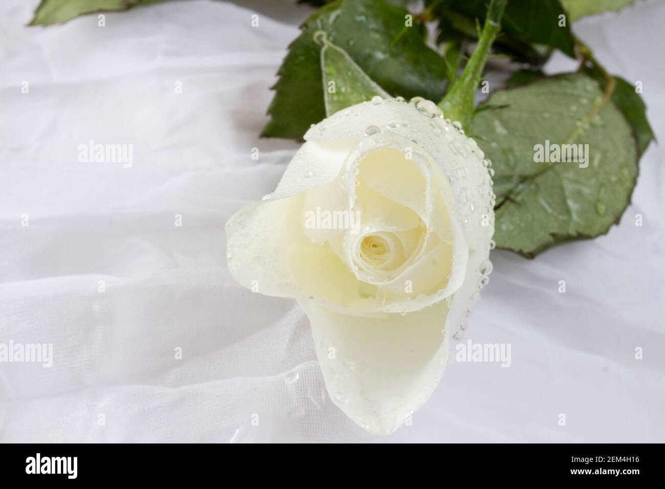 White rose with water droplets - white background Stock Photo - Alamy
