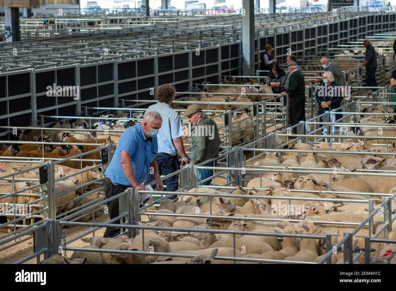 Farmers selling sheep at a livestock auction mart in Darlington, UK ...